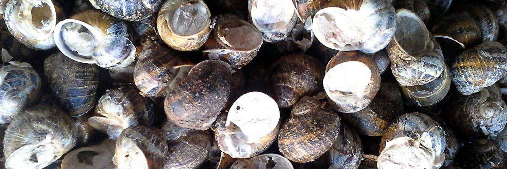 Snail Market - Discovering Viability Of Snail Farming